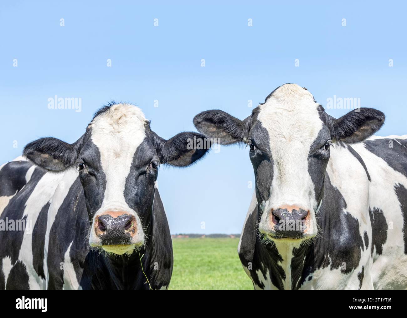 Two cows, close up heads, friends lovingly together in front view, in a ...