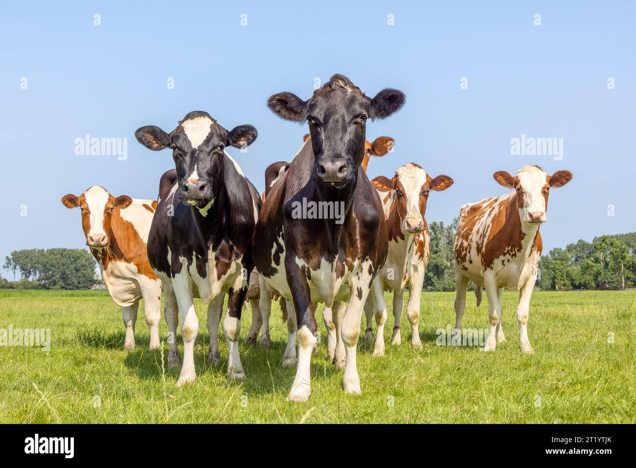 Cute cows in a group together in a field, looking at the camera, happy ...