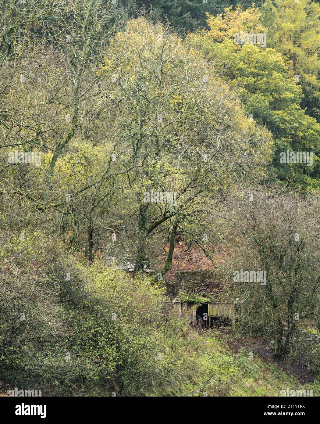 Quintessential British mixed woodland on Goat Hill in South Shropshire ...