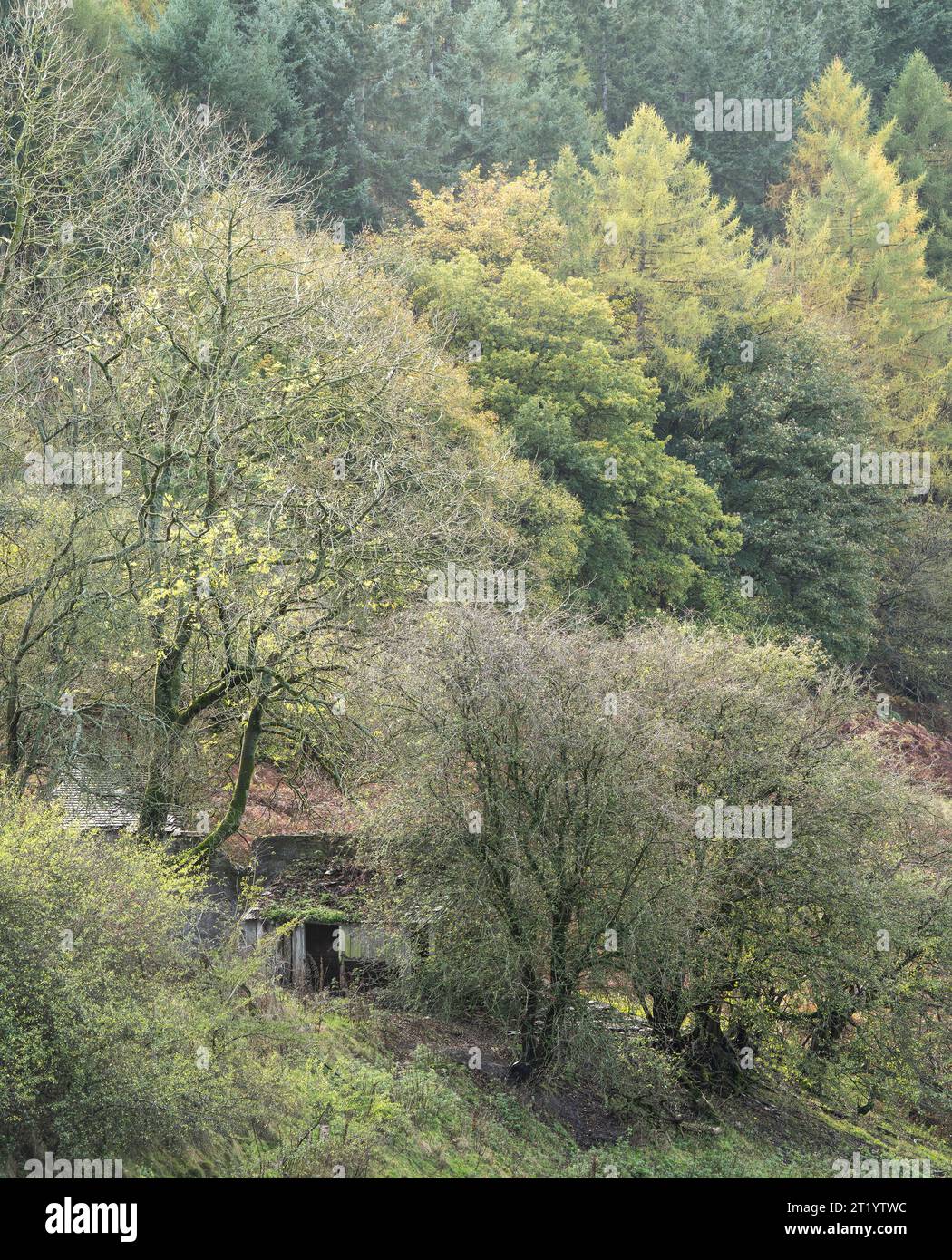 Quintessential British mixed woodland on Goat Hill in South Shropshire ...