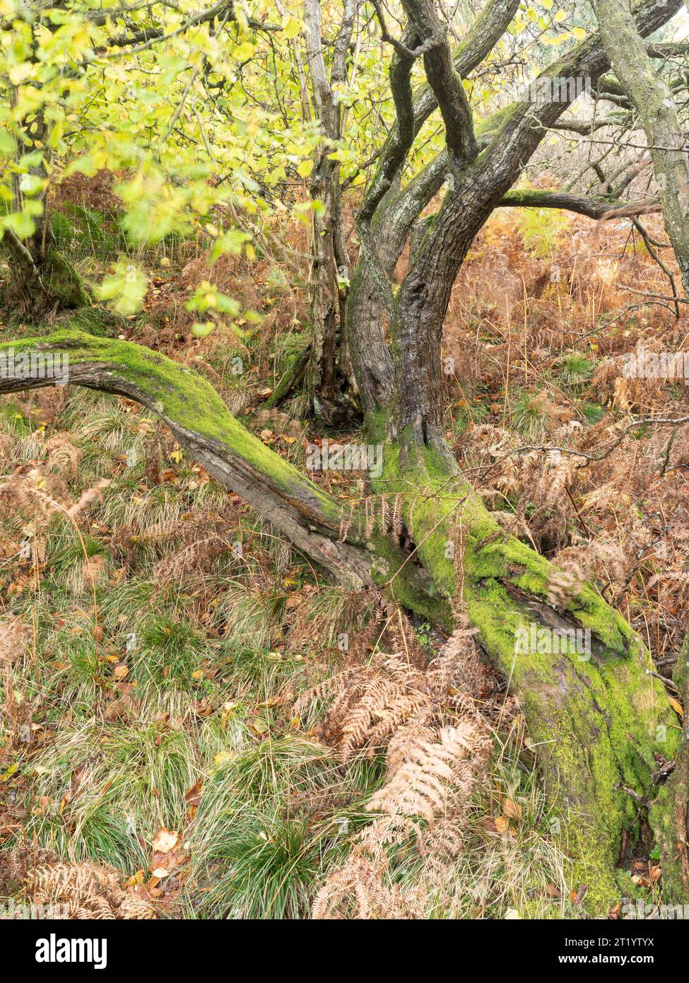 Quintessential British mixed woodland on Goat Hill in South Shropshire ...
