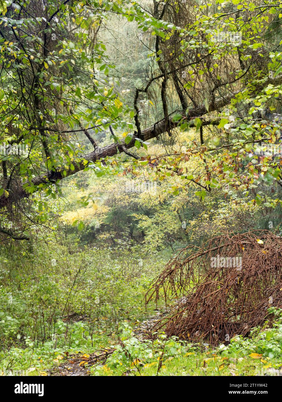 Quintessential British mixed woodland on Goat Hill in South Shropshire ...