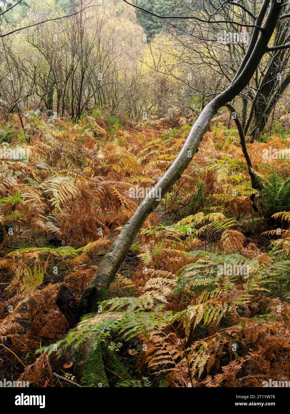 Quintessential British mixed woodland on Goat Hill in South Shropshire ...