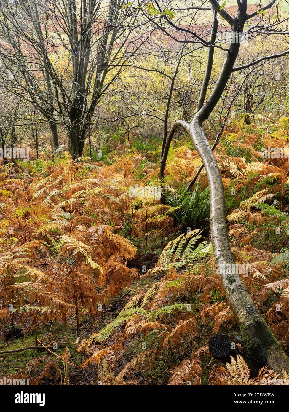Quintessential British mixed woodland on Goat Hill in South Shropshire ...