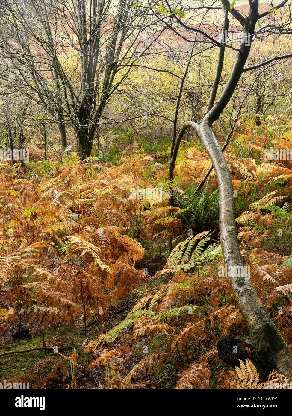Quintessential British mixed woodland on Goat Hill in South Shropshire ...