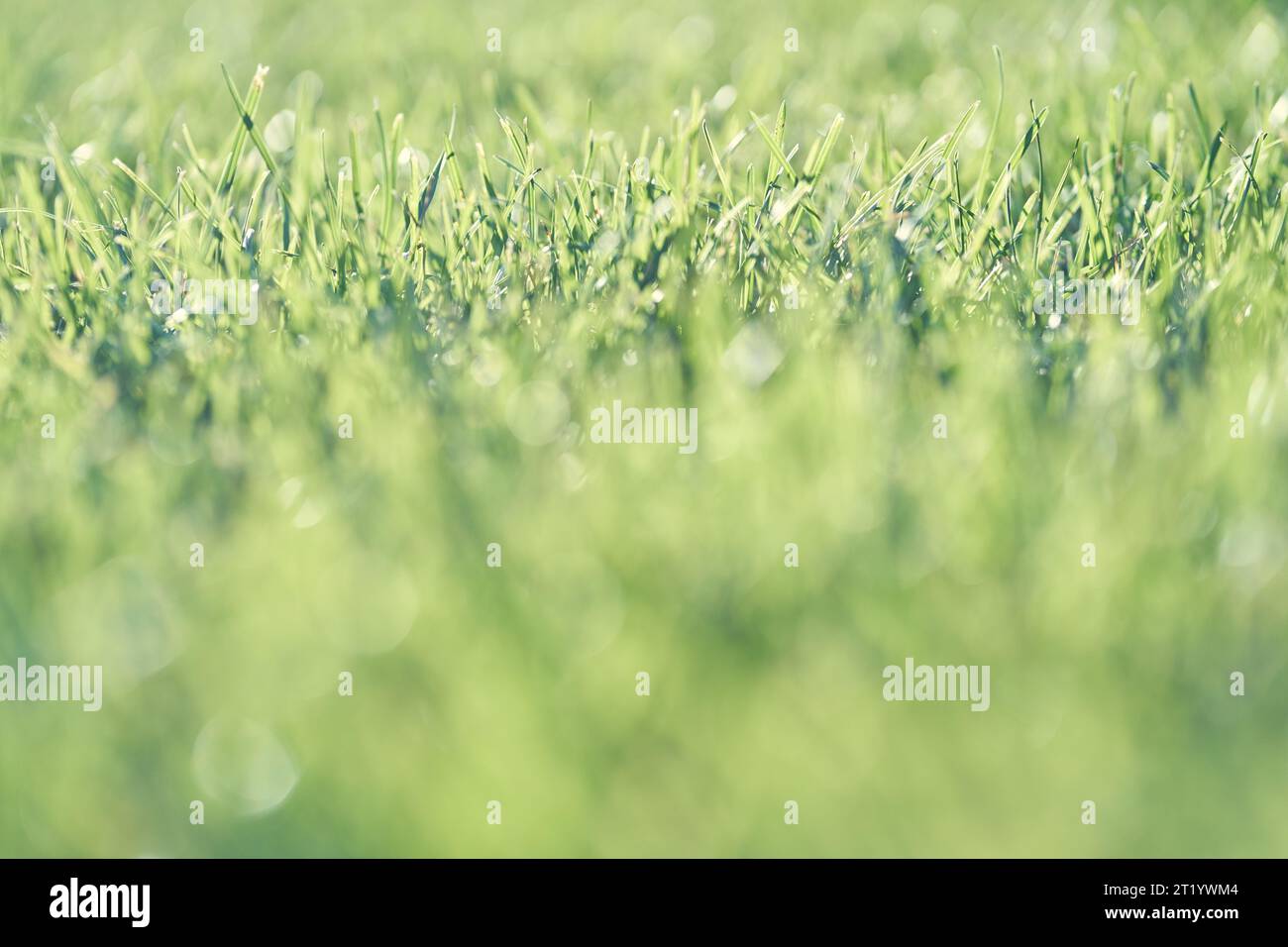 Unfocused background with green grass. Garden with bright grass used to ...