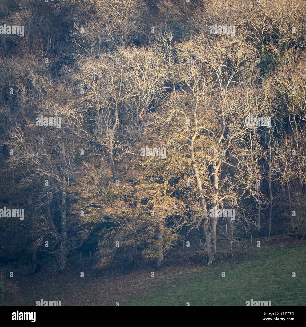Quintessential British mixed woodland on Goat Hill in South Shropshire ...