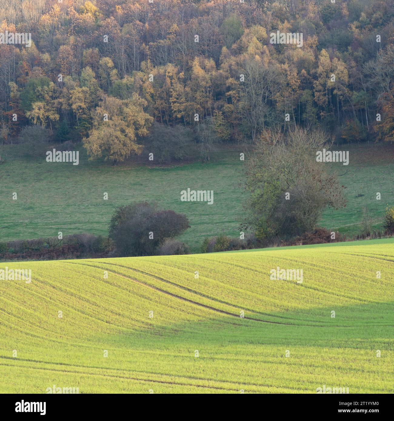 Quintessential British mixed woodland on Goat Hill in South Shropshire ...