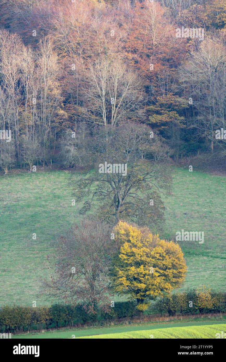 Quintessential British mixed woodland on Goat Hill in South Shropshire ...
