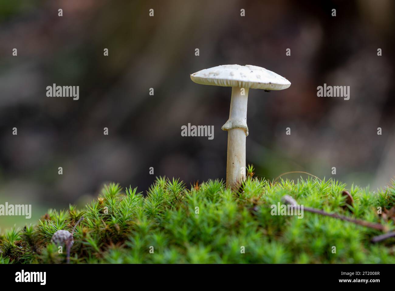 Single Amanita phalloides or death cap fungus on a moss covered forest ...