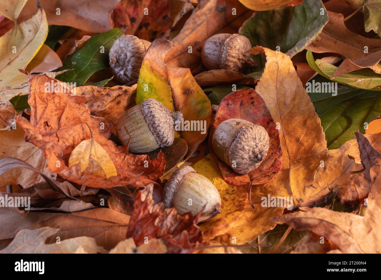 Horizontal image of acorn nuts from an oak tree nestled in colorful ...