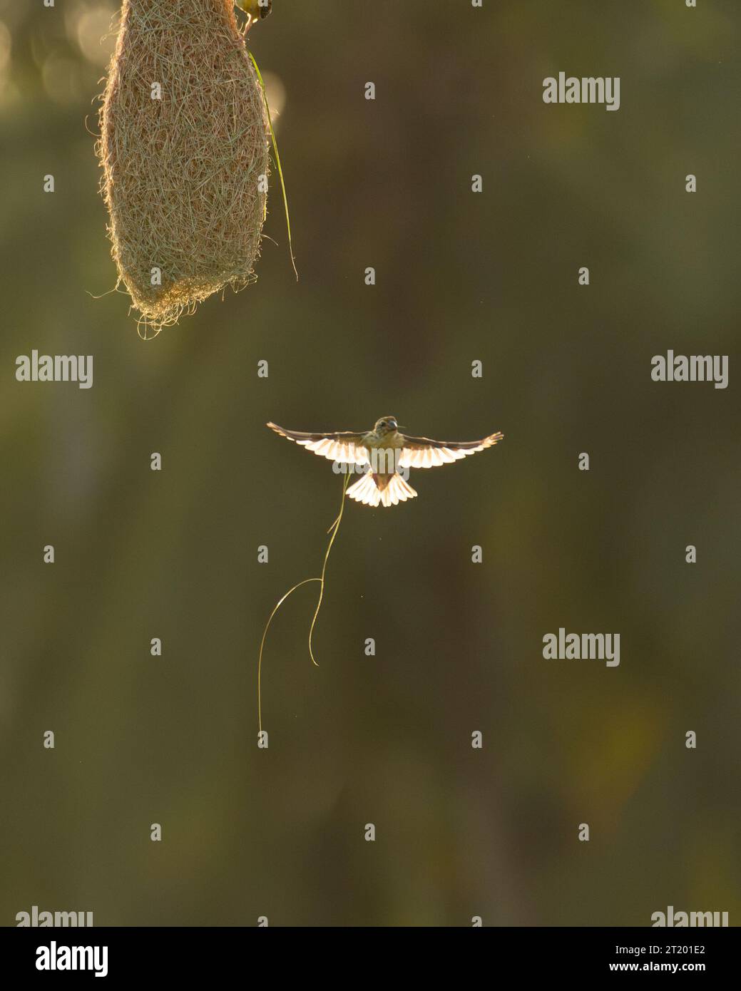 One baya weaver in flight, heading towards the camera and nest, another ...
