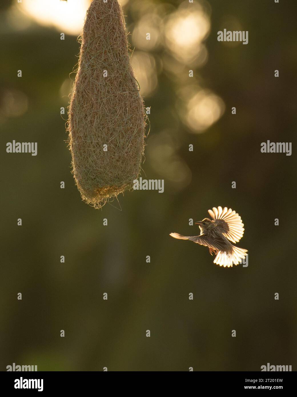 One baya weaver in flight, heading towards the nest, with its right ...