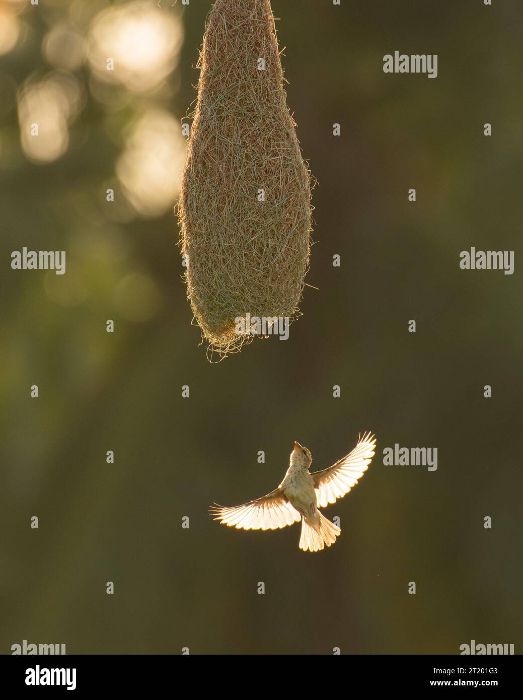 One baya weaver looking at the bottom of the nest in a race to get ...