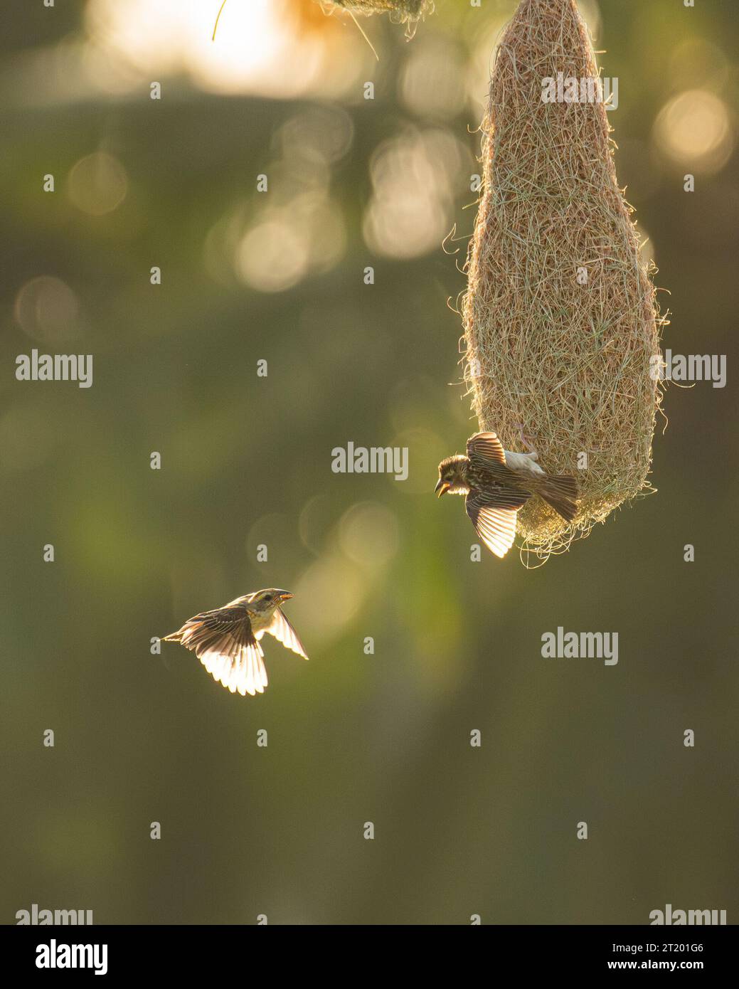 One baya weaver hanging onto the nest, and another baya weaver racing ...