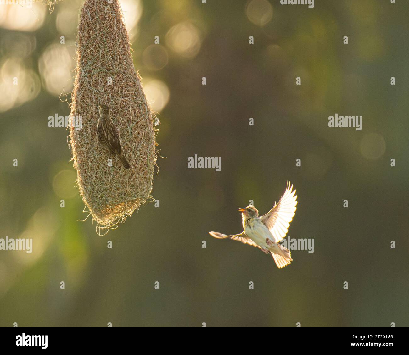 One baya weaver flying and looking at another baya weaver on their nest. KERALA, INDIA: CUTE ...
