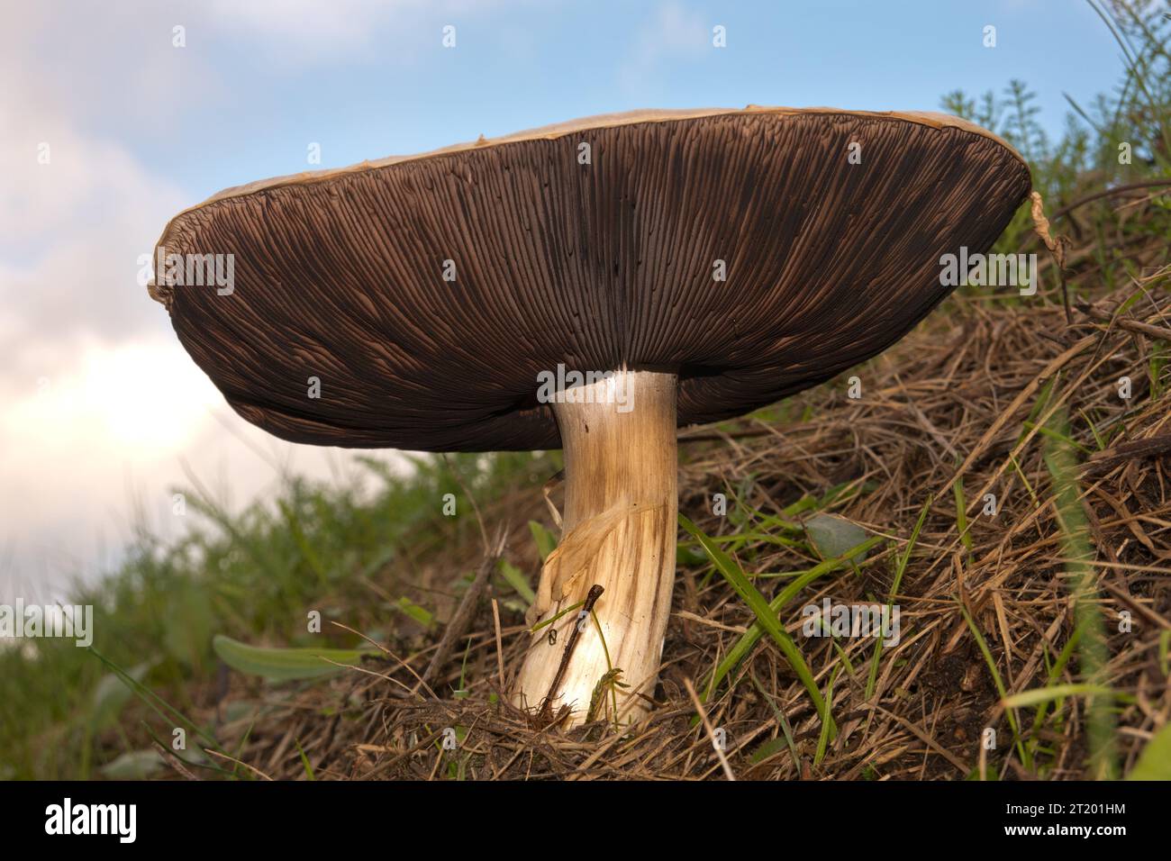 Agaricus campestris meadow mushroom hi-res stock photography and images ...