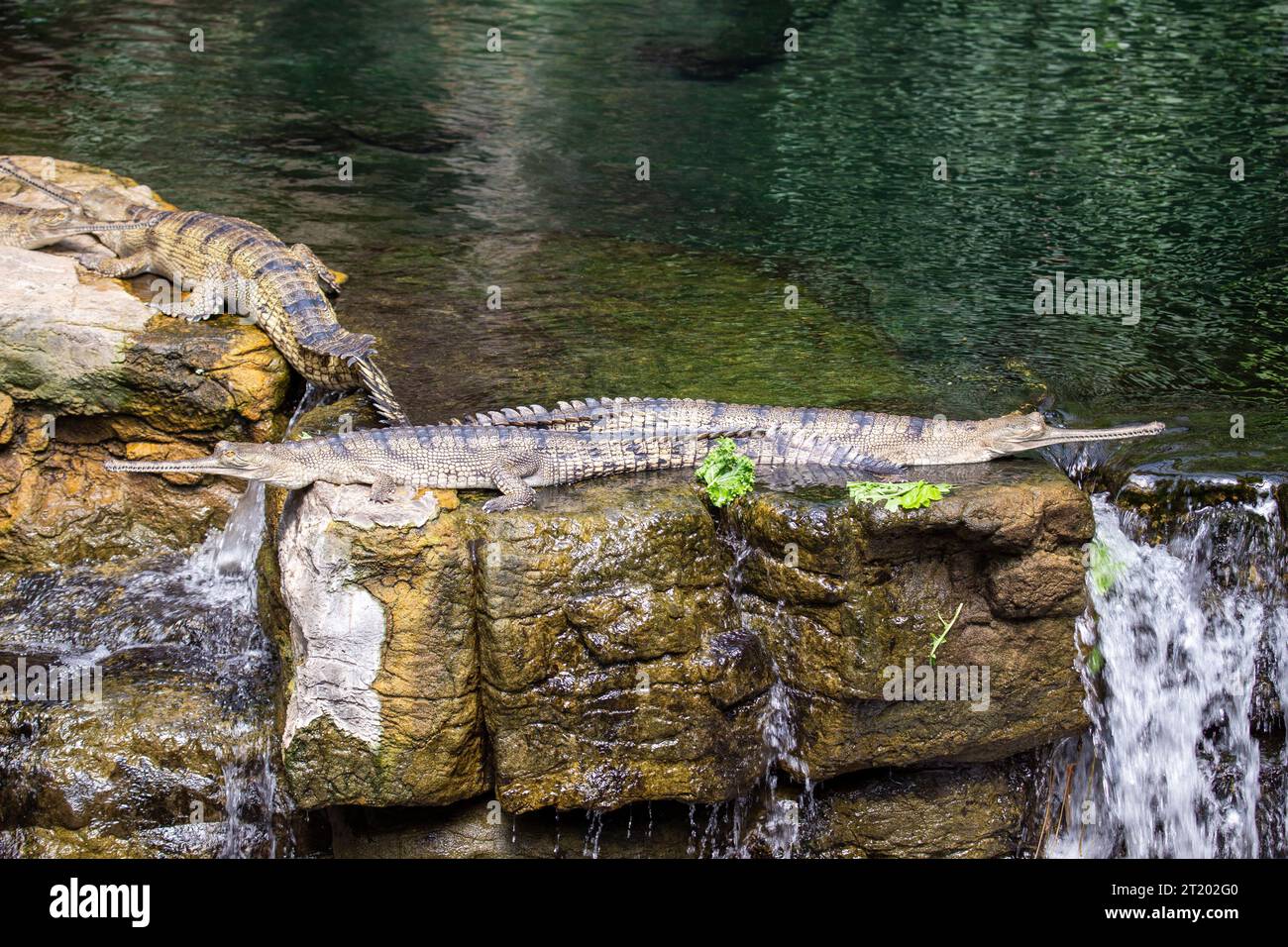 Indian gharial catch fish hi-res stock photography and images - Alamy