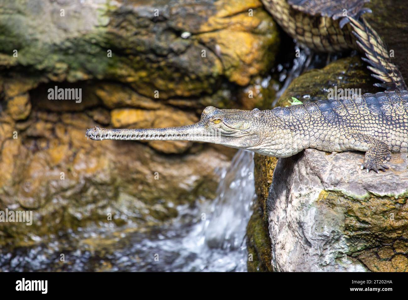The gharial is a critically endangered crocodilian native to the Indian ...