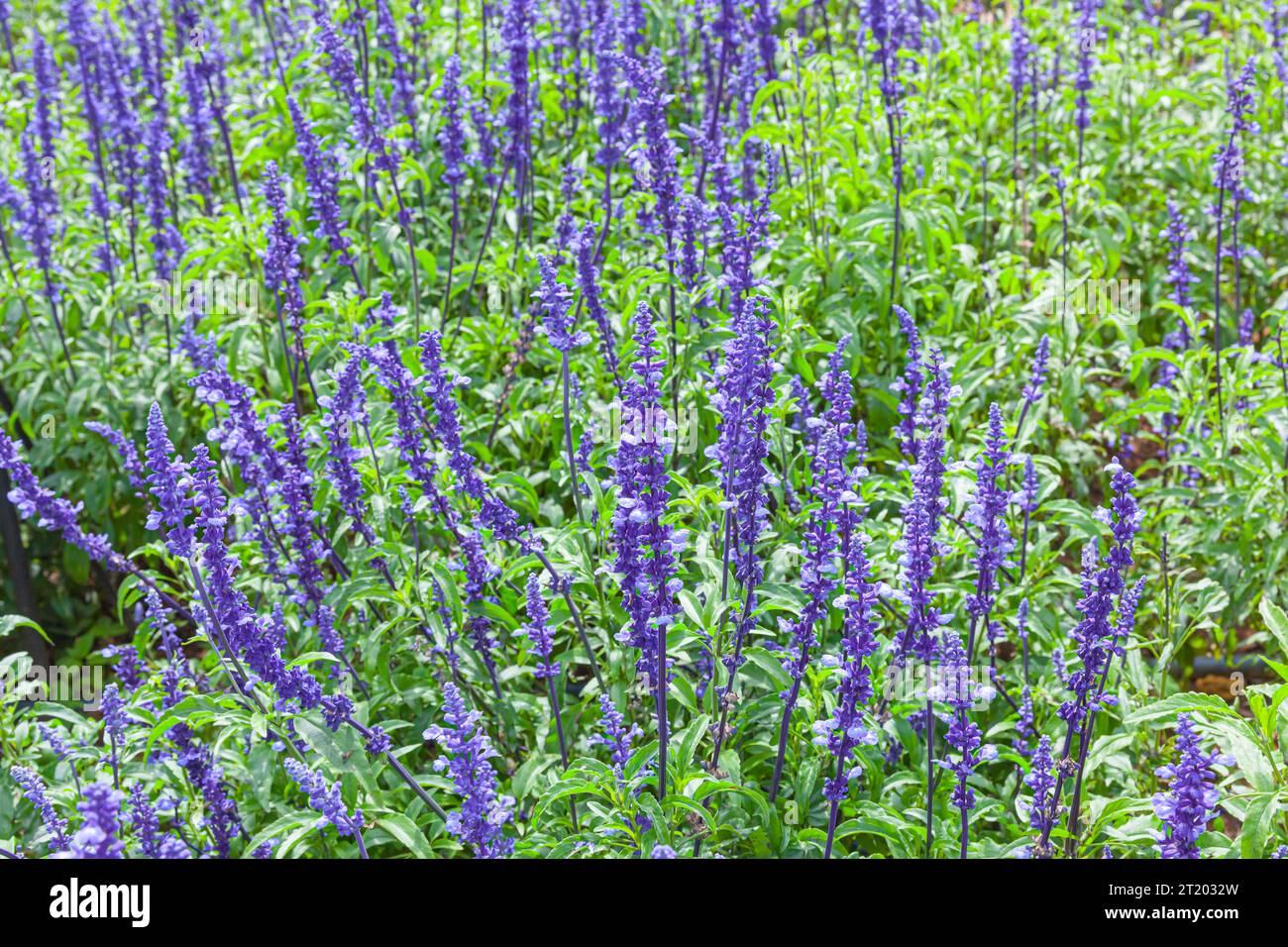 The field of Salvia Farinacea also known as Mealycup blue sage ...