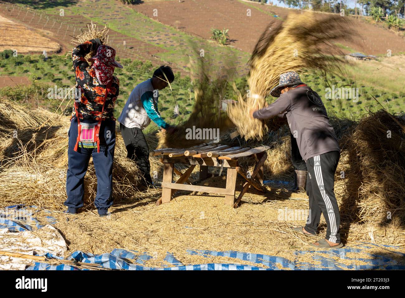 Thailand: paddy fields in the province of Mae Hong Son, in the north ...