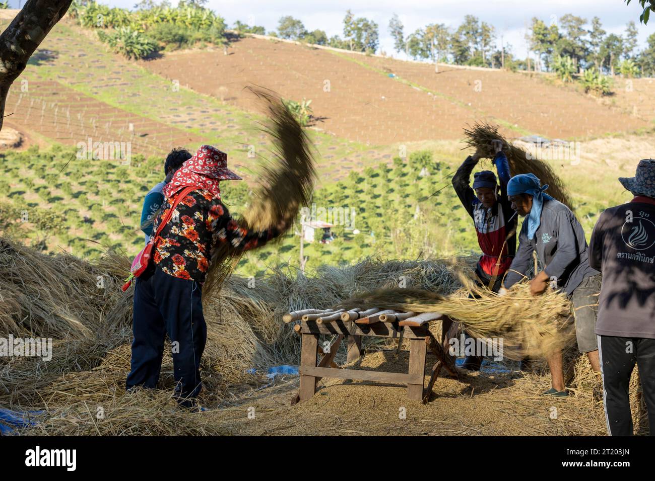 Thailand: paddy fields in the province of Mae Hong Son, in the north ...