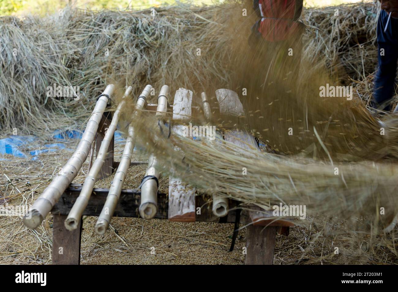 Thailand: paddy fields in the province of Mae Hong Son, in the north ...