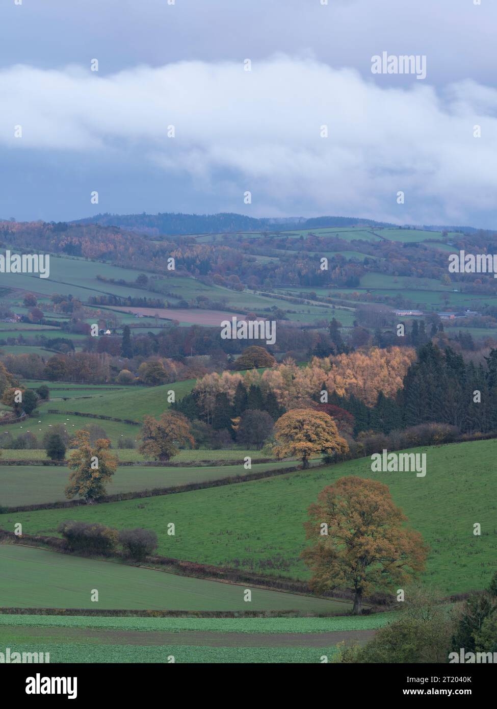Mixed woodland in Autumn colour at Hopton Castle, Clun Valley ...