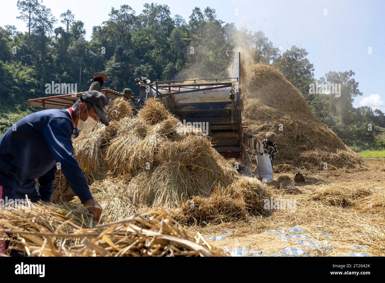 Thailand: paddy fields in the province of Mae Hong Son, in the north ...