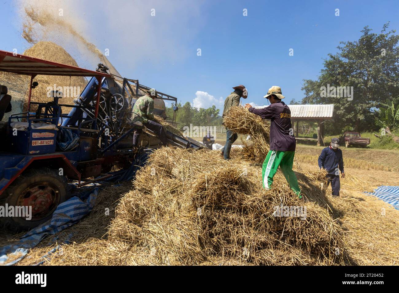 Thailand: paddy fields in the province of Mae Hong Son, in the north ...