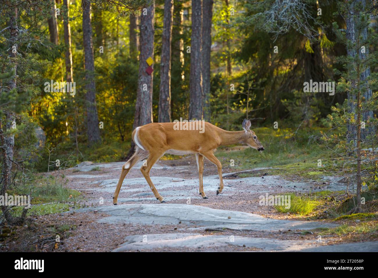 Whitetail deer side view hi-res stock photography and images - Alamy