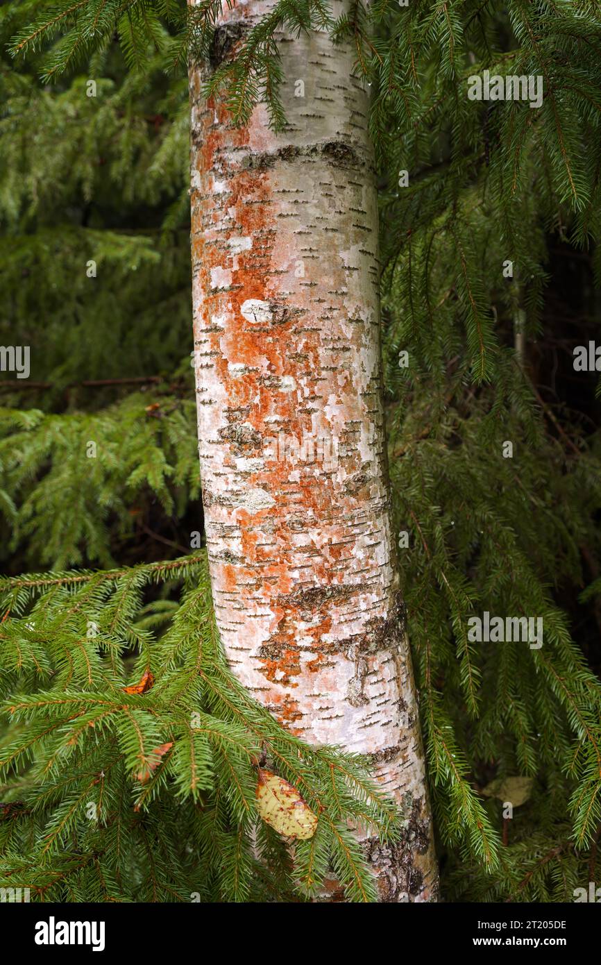 Red color on Birch Tree Trunk in the Forest Stock Photo - Alamy