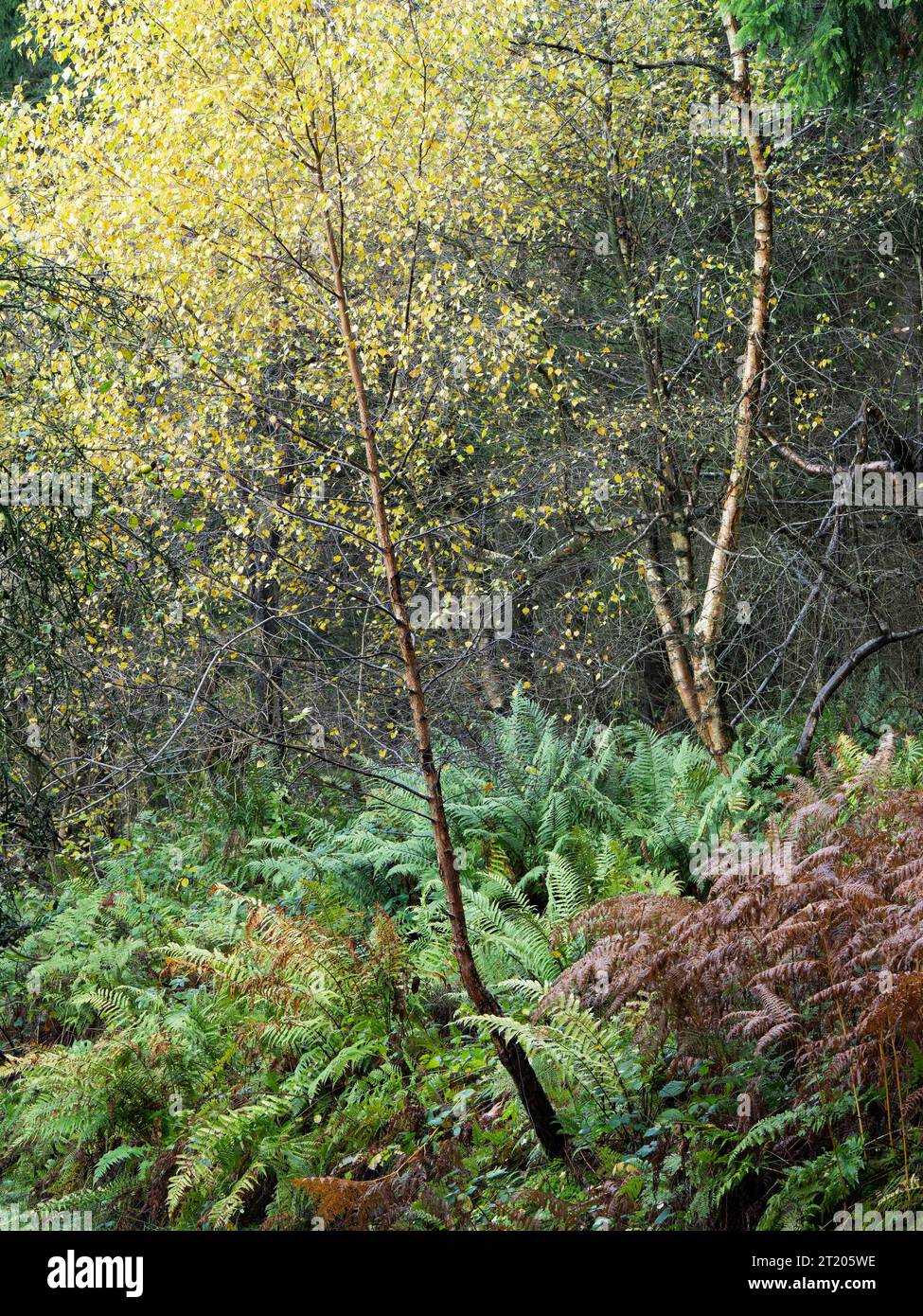 Woodland habitat walk nature uk view hi-res stock photography and ...