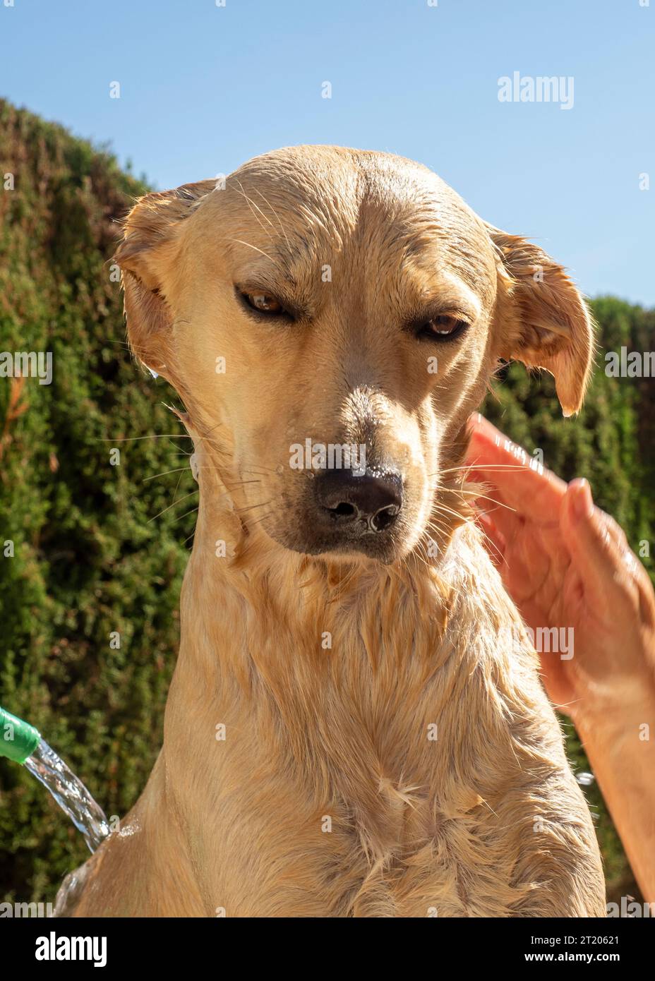 Labrador dog in the bath with his mistress Stock Photo - Alamy