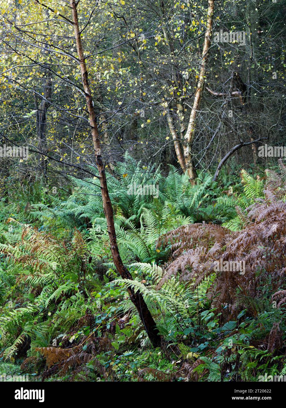 Woodland habitat walk nature uk view hi-res stock photography and ...
