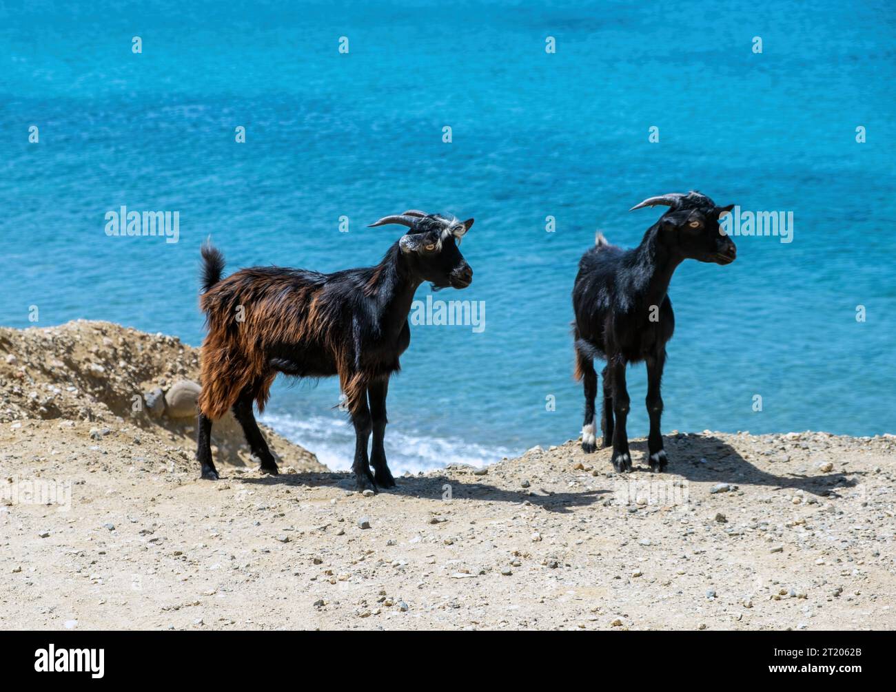 Goat at beach. Two male horned animal, black and black brown color ...