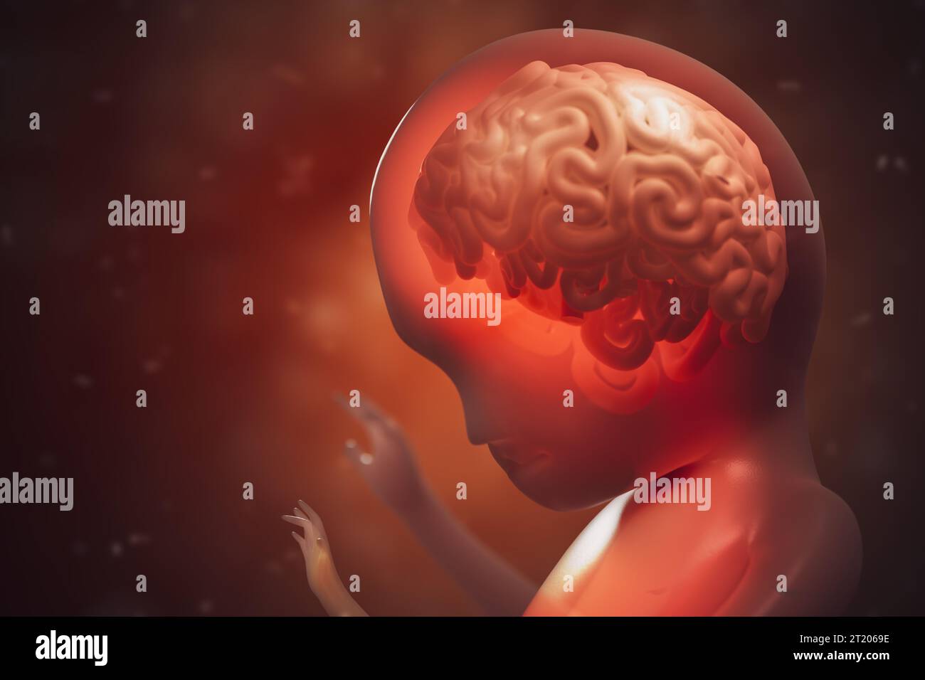Human brain scan development hi-res stock photography and images - Alamy