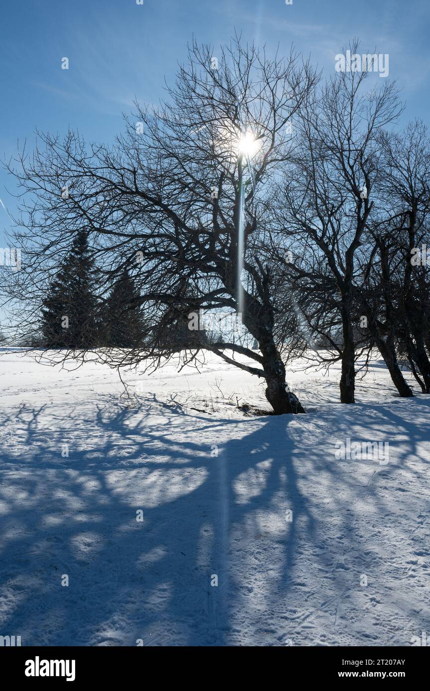 Trees in the snow with blue sky , sun and shadow Stock Photo - Alamy