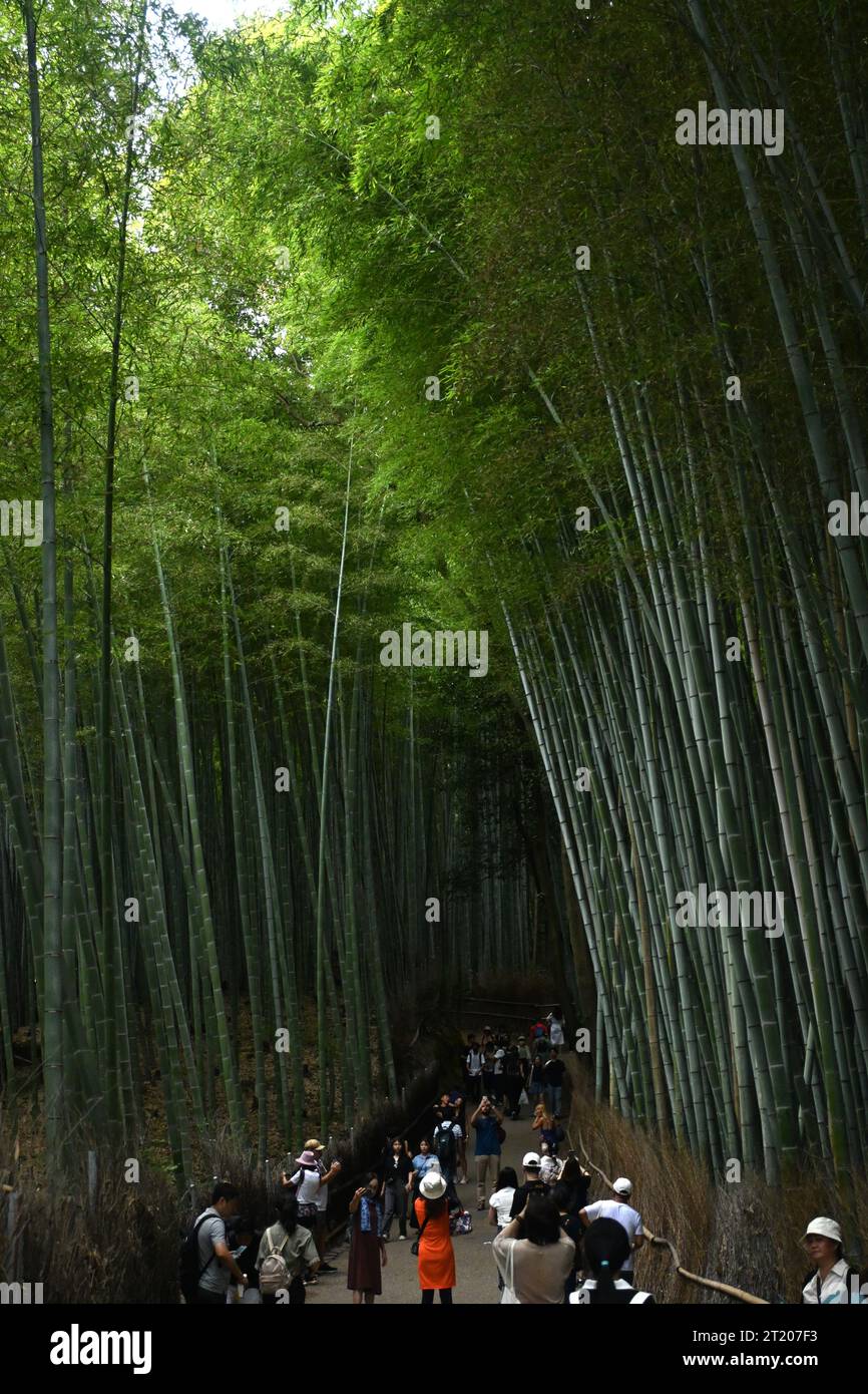 Arashiyama Bamboo Grove, a Mōsō Bamboo Forest in Kyoto, Japan. One of ...
