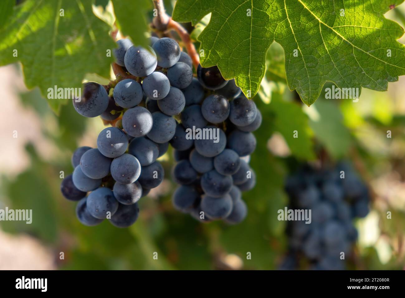 Vineyard grapevine background. Black grape for black wine, bunch of ...