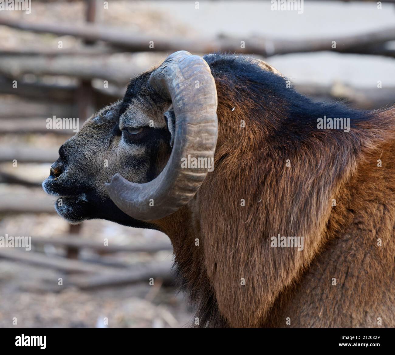 Cameroonian sheep hi-res stock photography and images - Alamy