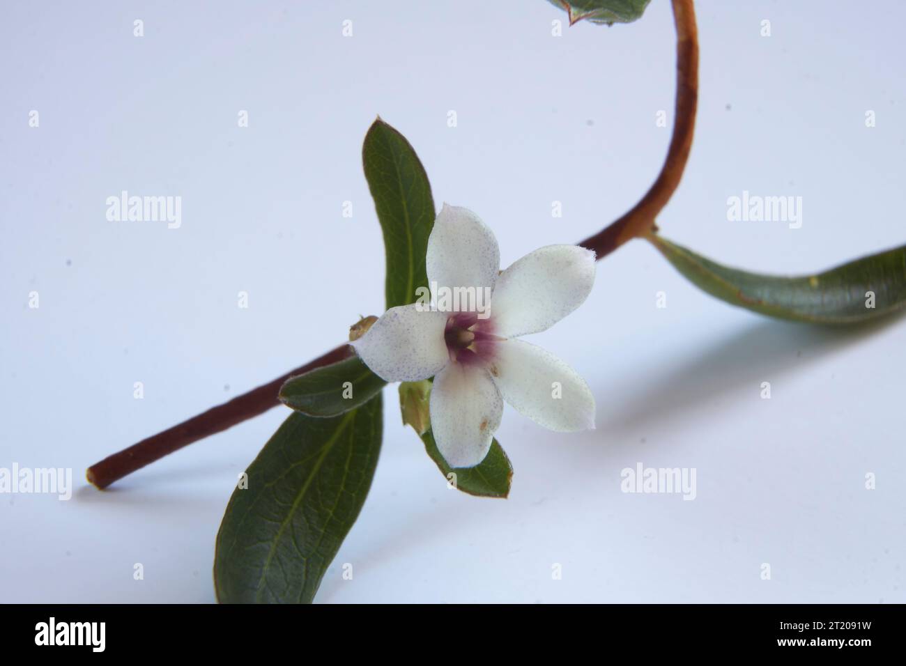 Australian native plants hi-res stock photography and images - Alamy