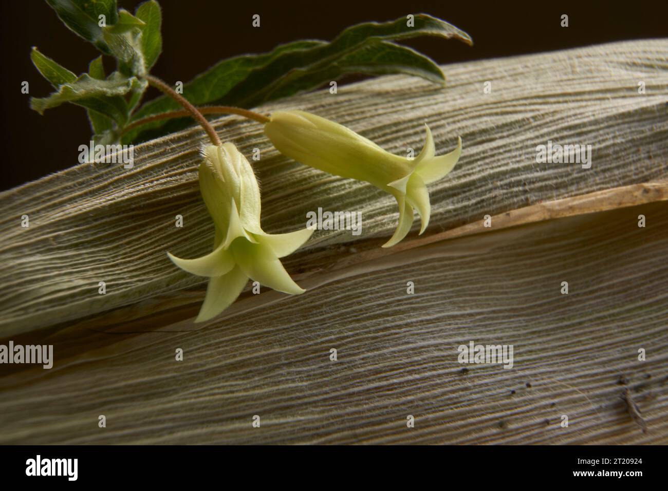Oblong berries 30 mm long hi-res stock photography and images - Alamy