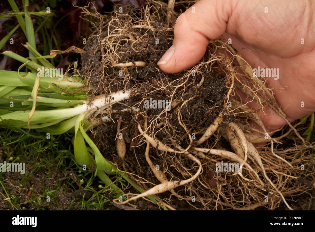 Harvesting Chocolate Lily vegetable tubers grown in a home garden Stock ...