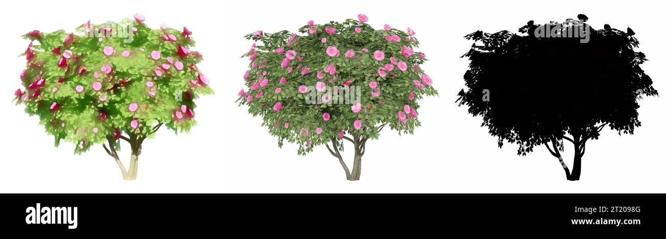 Set or collection of Japanese Camelia trees, painted, natural and as a ...