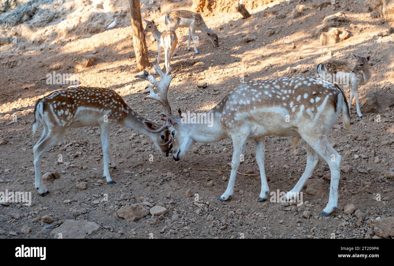 Red deer fawn horned with white spot, Cervus elaphus, on dry ground ...