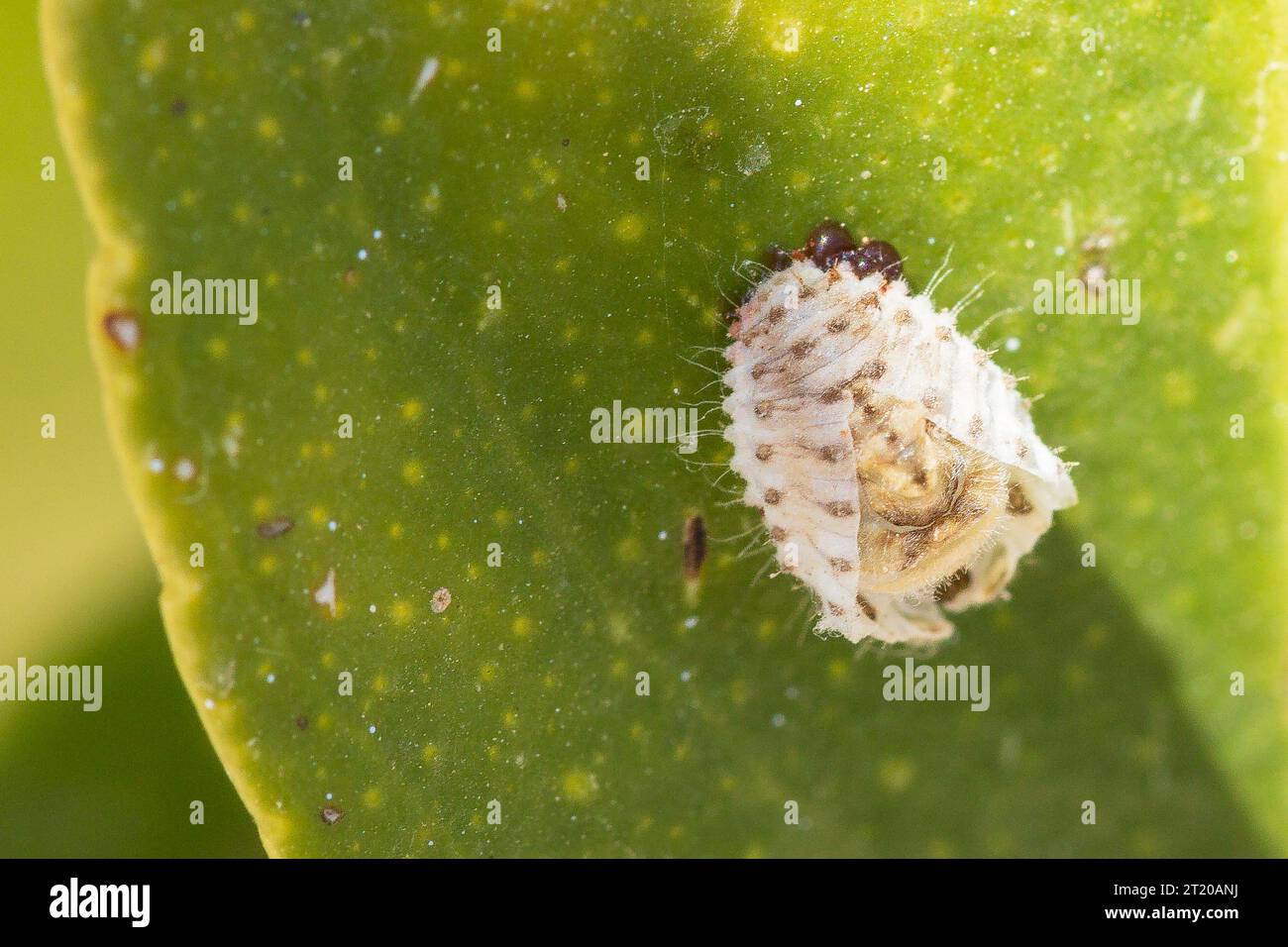 Coccinellidae novius hi-res stock photography and images - Alamy