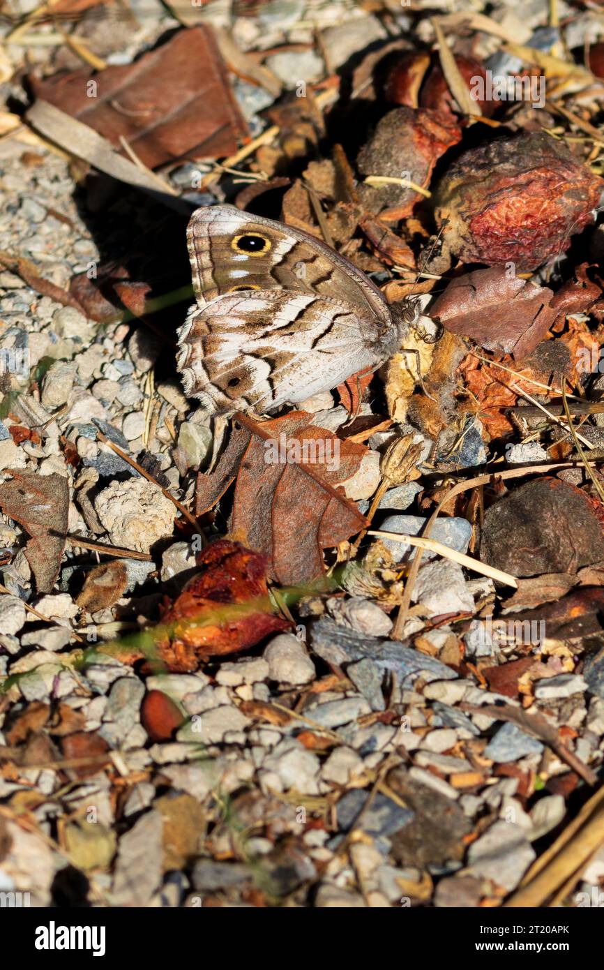 Hipparchia fidia, Striped Grayling Butterfly with copy space and a ...