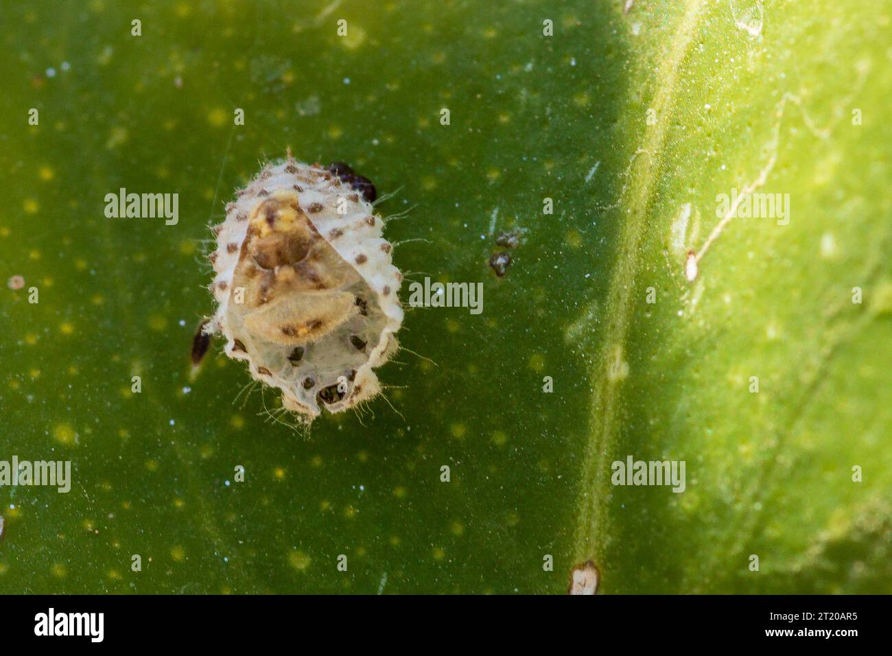 Coccinellidae novius hi-res stock photography and images - Alamy