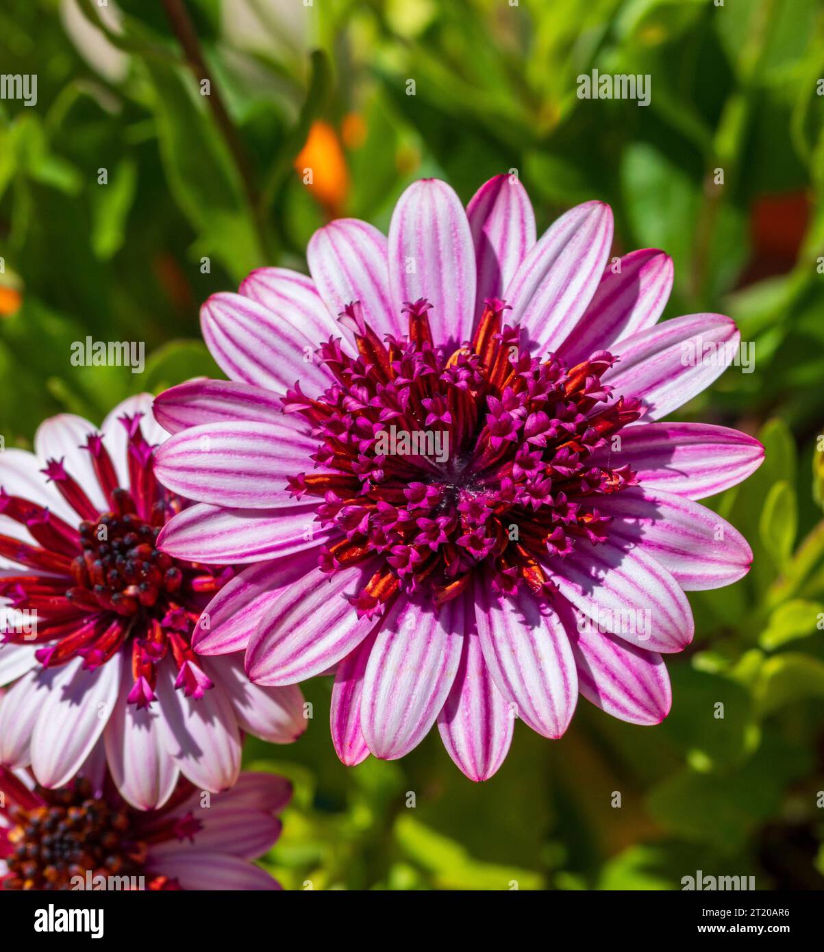 Dimorphotheca, Afro-Australian Daisies Stock Photo - Alamy